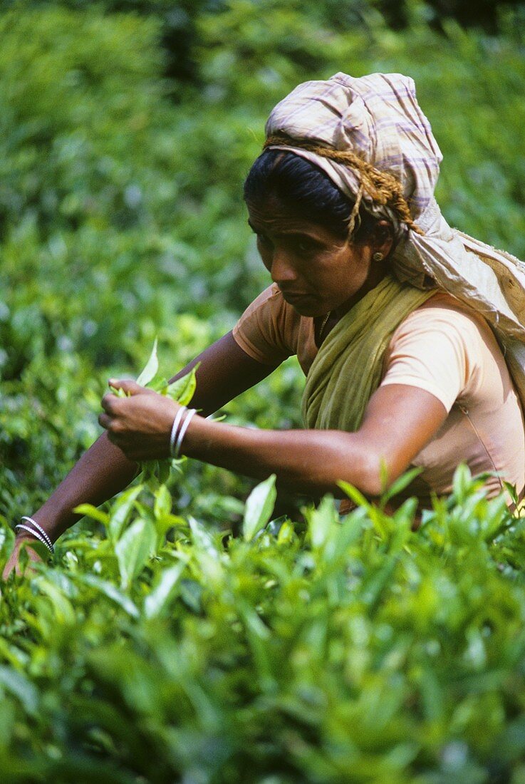 Tea Factory Tours - Greenacres Heritage Villa